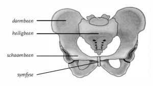 Zitbeenknobbels en bekkentypes - de Ruiterschool
